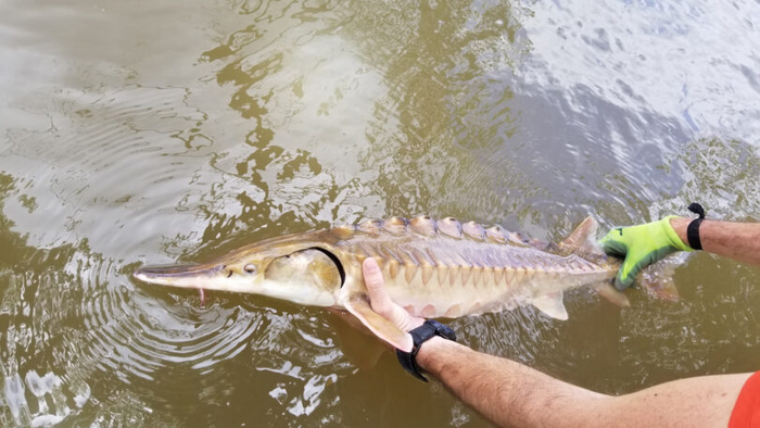 STURGEON 1 [IMAGE] | EurekAlert! Science News Releases