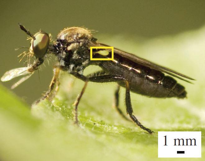 Robber Fly with Haltere [IMAGE] | EurekAlert! Science News Releases