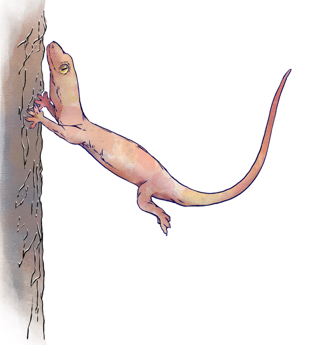 A gecko crash-landing on a tre [IMAGE] | EurekAlert! Science News Releases