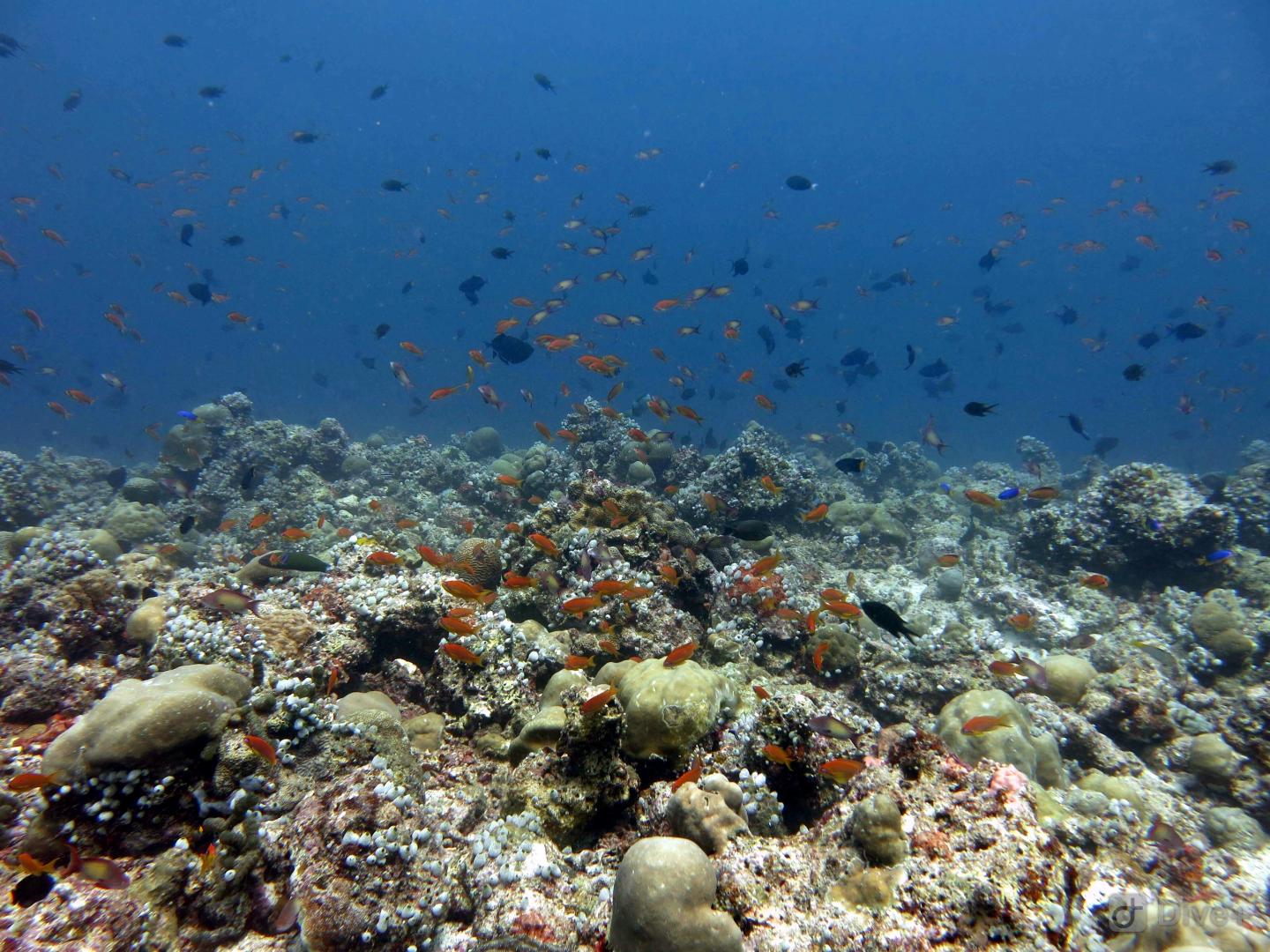 Plankton-feeding fishes often [IMAGE] | EurekAlert! Science News Releases