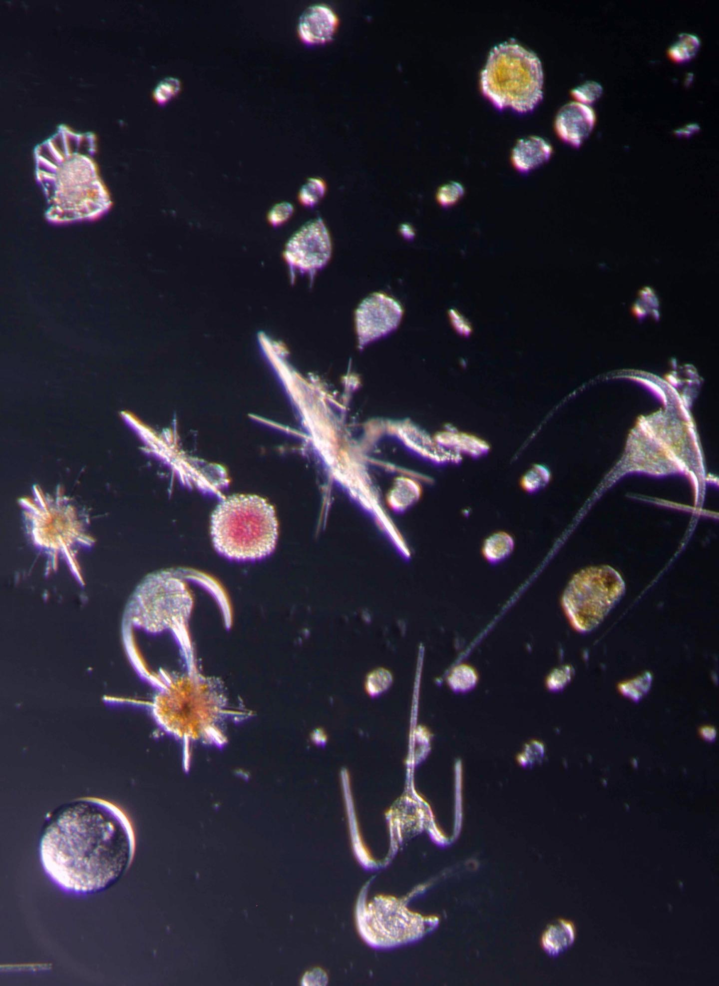 Plankton network linked to ocean's biological | EurekAlert!