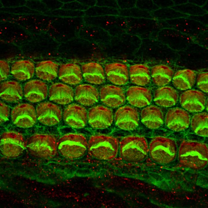 Hair Cells for Hearing [IMAGE] | EurekAlert! Science News Releases