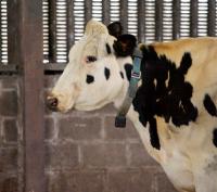 'Texting cow' technology boost for farmers | EurekAlert!