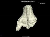 Fossilized Inner Ear Hints that Modern Snakes | EurekAlert!