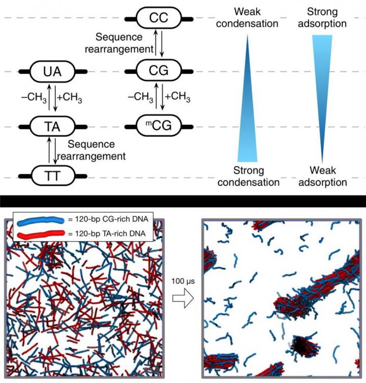 Phase Separation of DNA [IMAGE] | EurekAlert! Science News Releases