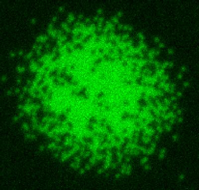 Ultracold Atoms Imaged Using Q [IMAGE] | EurekAlert! Science News Releases