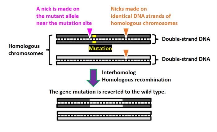 Fig. 3 [IMAGE] | EurekAlert! Science News Releases