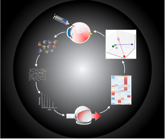 VEGF eye diagram [IMAGE] | EurekAlert! Science News Releases