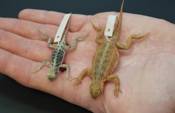 Specimens Lizards [IMAGE] | EurekAlert! Science News Releases