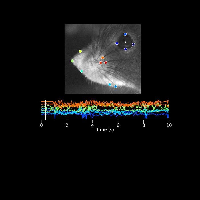 Reading the mouse mind from its face: New too | EurekAlert!