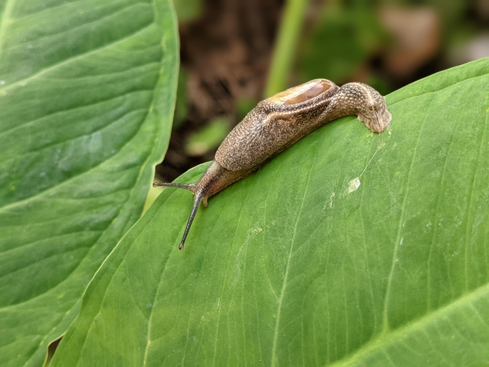 Semi Slug In Hawai i IMAGE EurekAlert Science News Releases