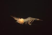 Northern Shrimp Like It Cold (3 of 4) | EurekAlert!