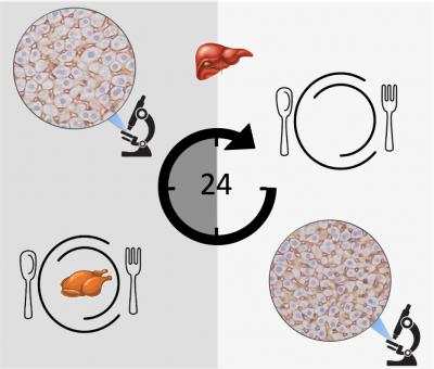 How the liver dances to a day/night rhythm | EurekAlert!