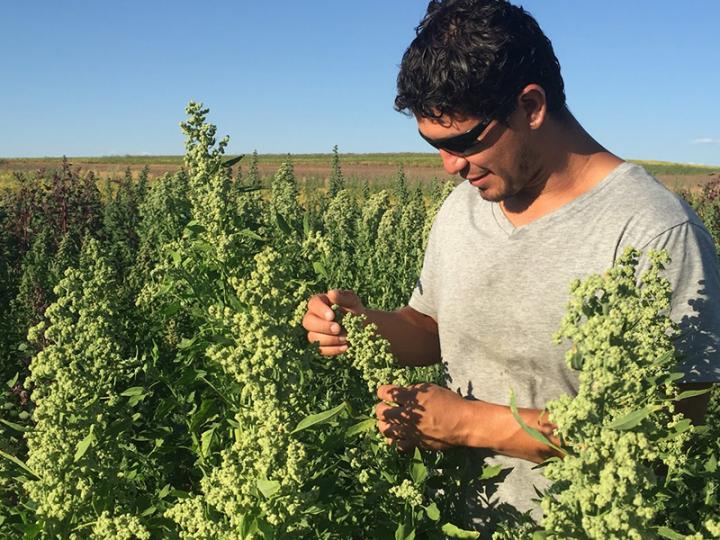 Researcher inspecting quinoa [IMAGE] | EurekAlert! Science News Releases