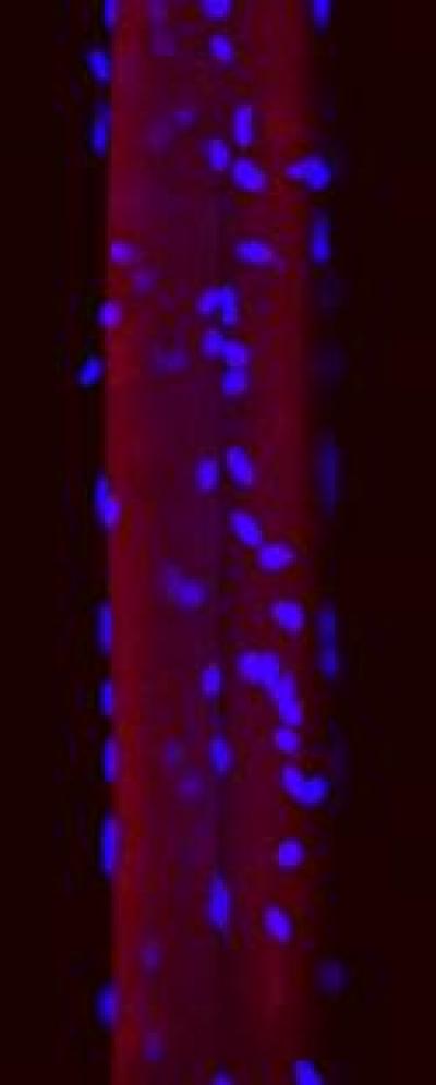 Confocal Microscopy [IMAGE] | EurekAlert! Science News Releases