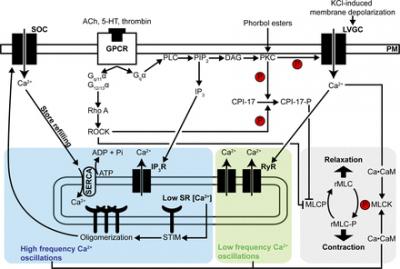 Airway Smooth Muscle Contracti [IMAGE] | EurekAlert! Science News Releases