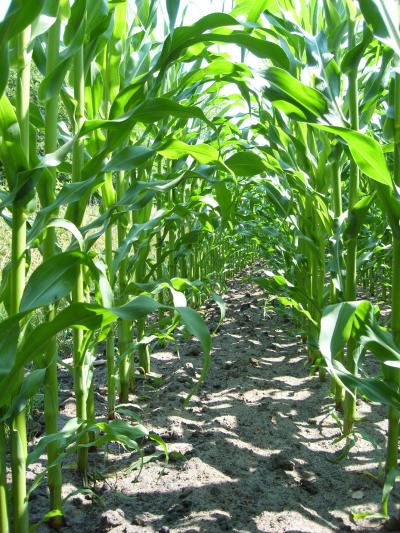 Maize [IMAGE] | EurekAlert! Science News Releases