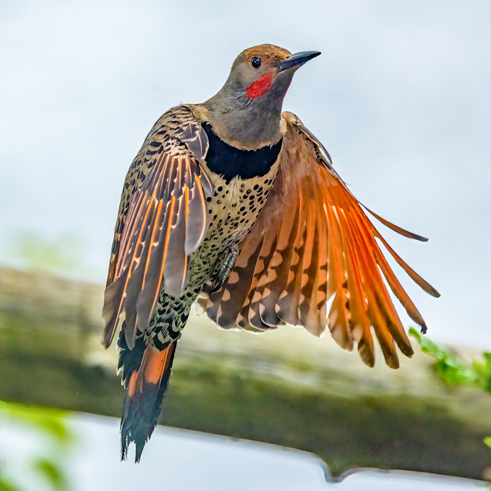 Northern flicker [IMAGE] | EurekAlert! Science News Releases