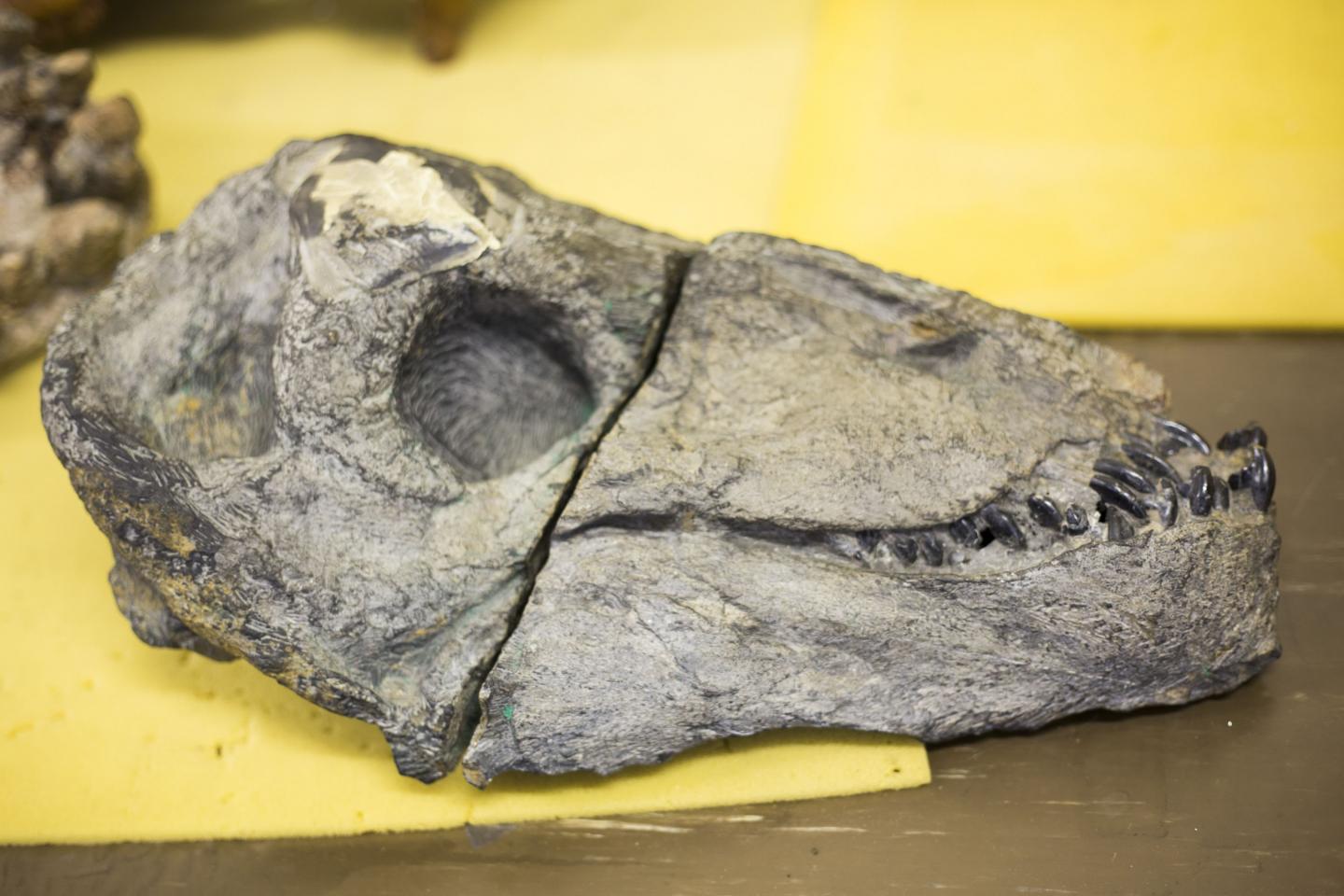 Moschops [IMAGE] | EurekAlert! Science News Releases