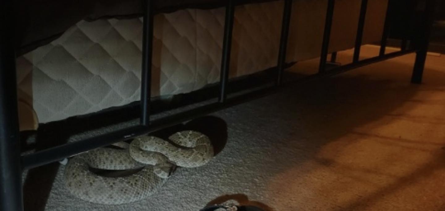 The beasts under your bed [IMAGE] | EurekAlert! Science News Releases