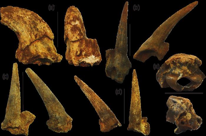 Antidorcas from Kromdraai Unit [IMAGE] | EurekAlert! Science News Releases