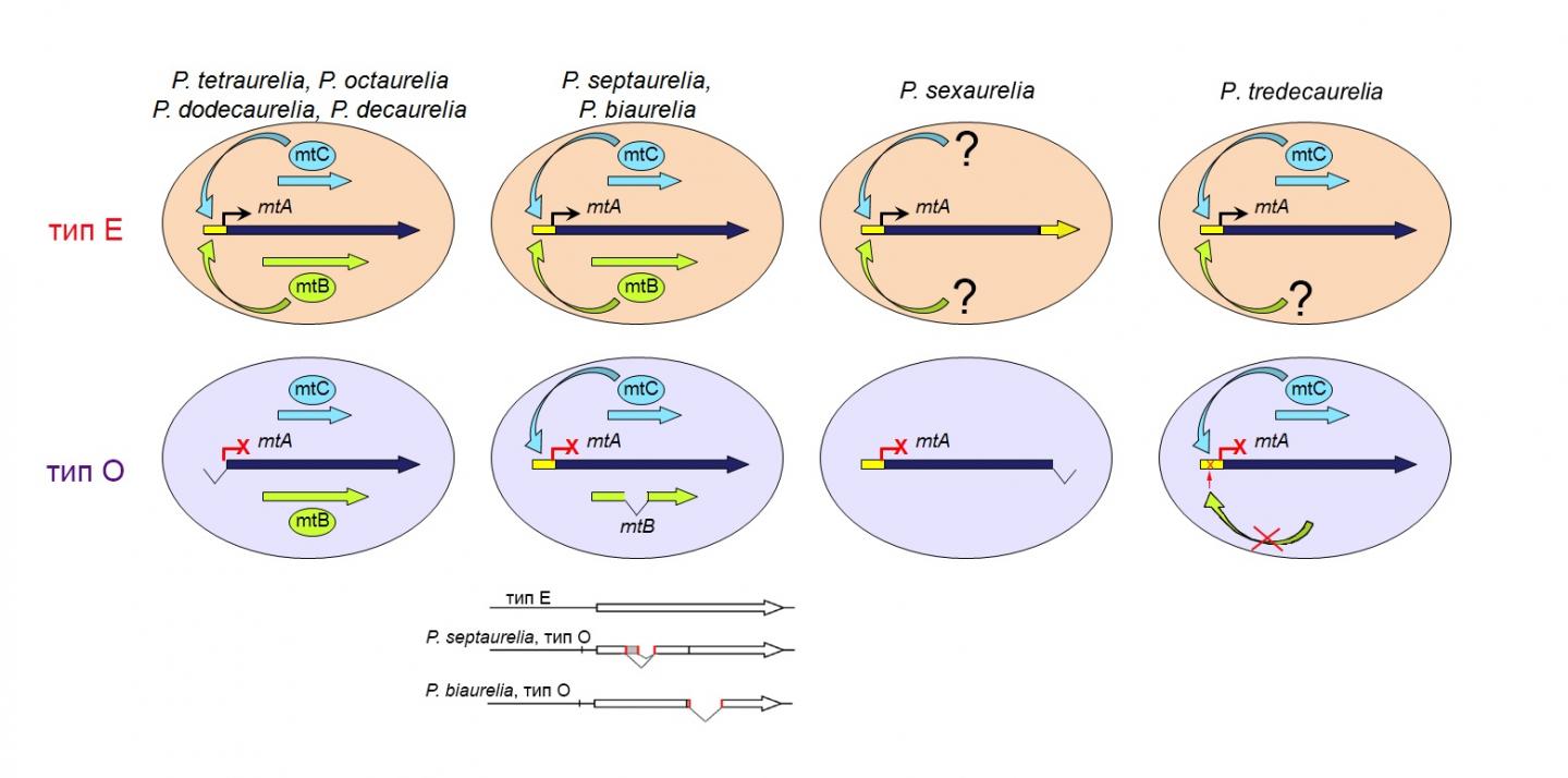 Mechanisms of mating-type dete [IMAGE] | EurekAlert! Science News Releases