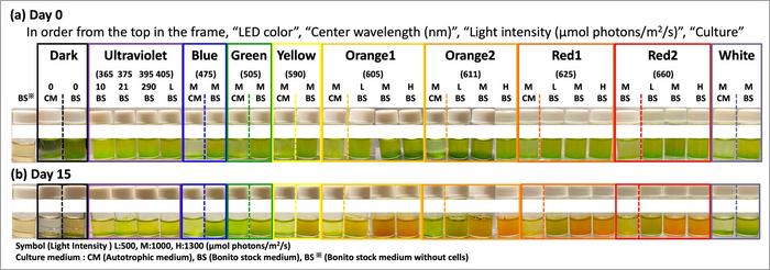 Effect of wavelength and light [IMAGE] | EurekAlert! Science News Releases
