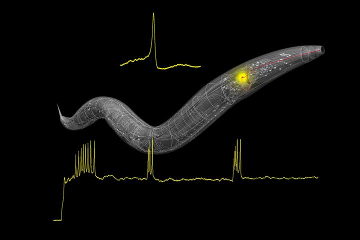 Action Potentials in C. ele [IMAGE] | EurekAlert! Science News Releases