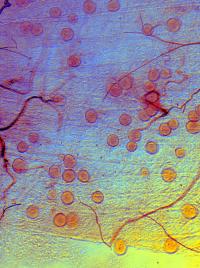 New Type of Mosquito Raises Malaria Concerns | EurekAlert!