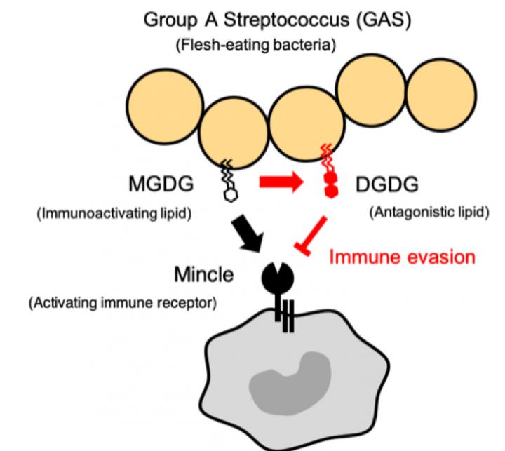 The Mincle receptor provides protective immun | EurekAlert!