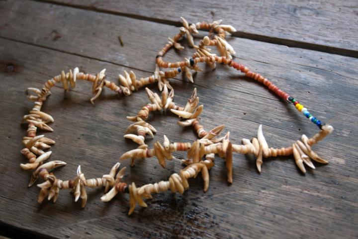 Bat Teeth [IMAGE] | EurekAlert! Science News Releases