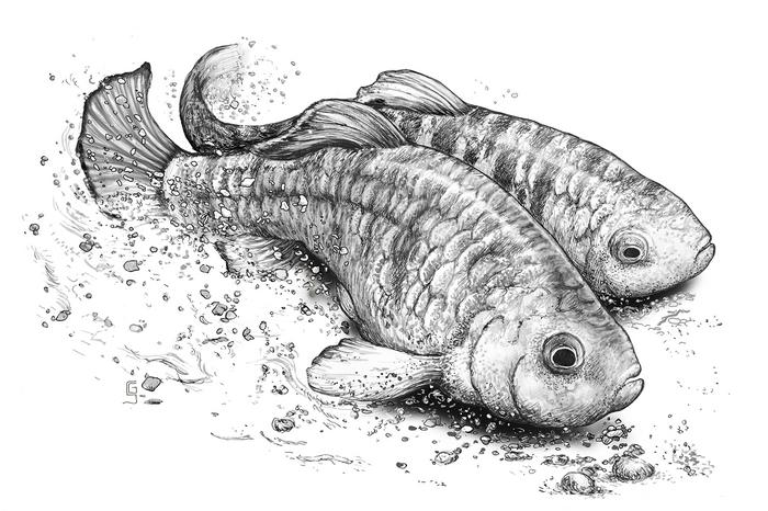 White Sands pupfish [IMAGE] | EurekAlert! Science News Releases