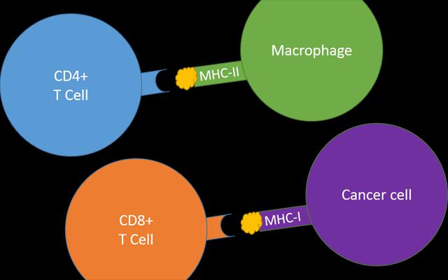 MHC Complex Graphic, UC San Di [IMAGE] | EurekAlert! Science News Releases