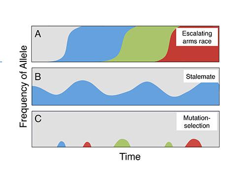 Scenarios for the Evolutionary [IMAGE] | EurekAlert! Science News Releases