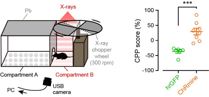 Conditional place preference t [IMAGE] | EurekAlert! Science News Releases