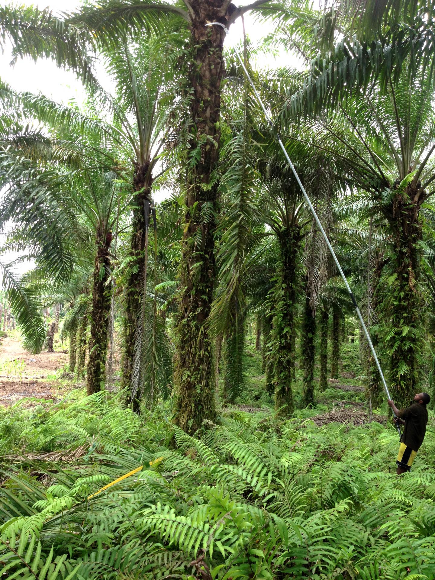 Harvesting Oil Palm Fruit [IMAGE] | EurekAlert! Science News Releases