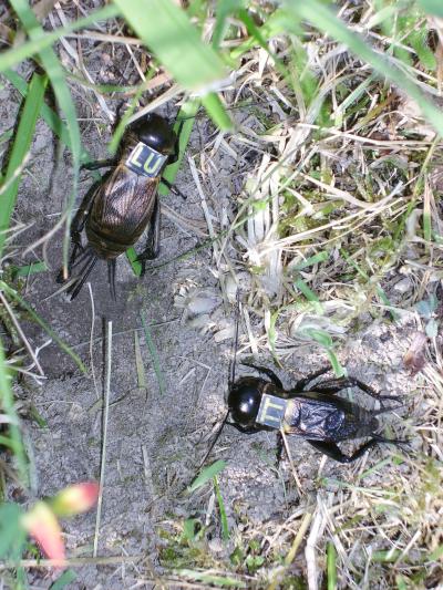 Big Brother , the Insect Series? (2 of | EurekAlert!