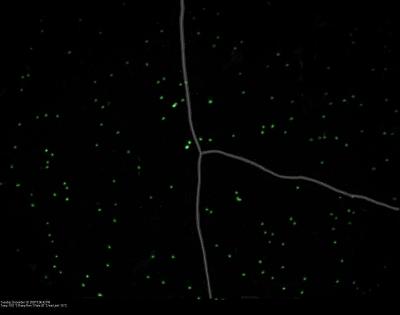 Ice-nucleating Bacteria [IMAGE] | EurekAlert! Science News Releases