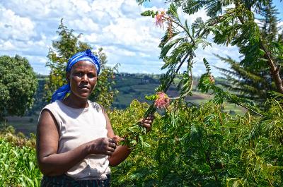 Agroforestry [IMAGE] | EurekAlert! Science News Releases