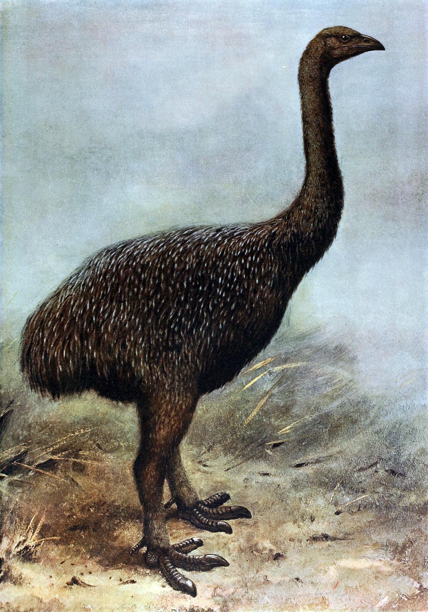 New Zealand's moa were exterminated by an ext | EurekAlert!