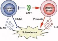 Regulatory and effector B cells control scler | EurekAlert!