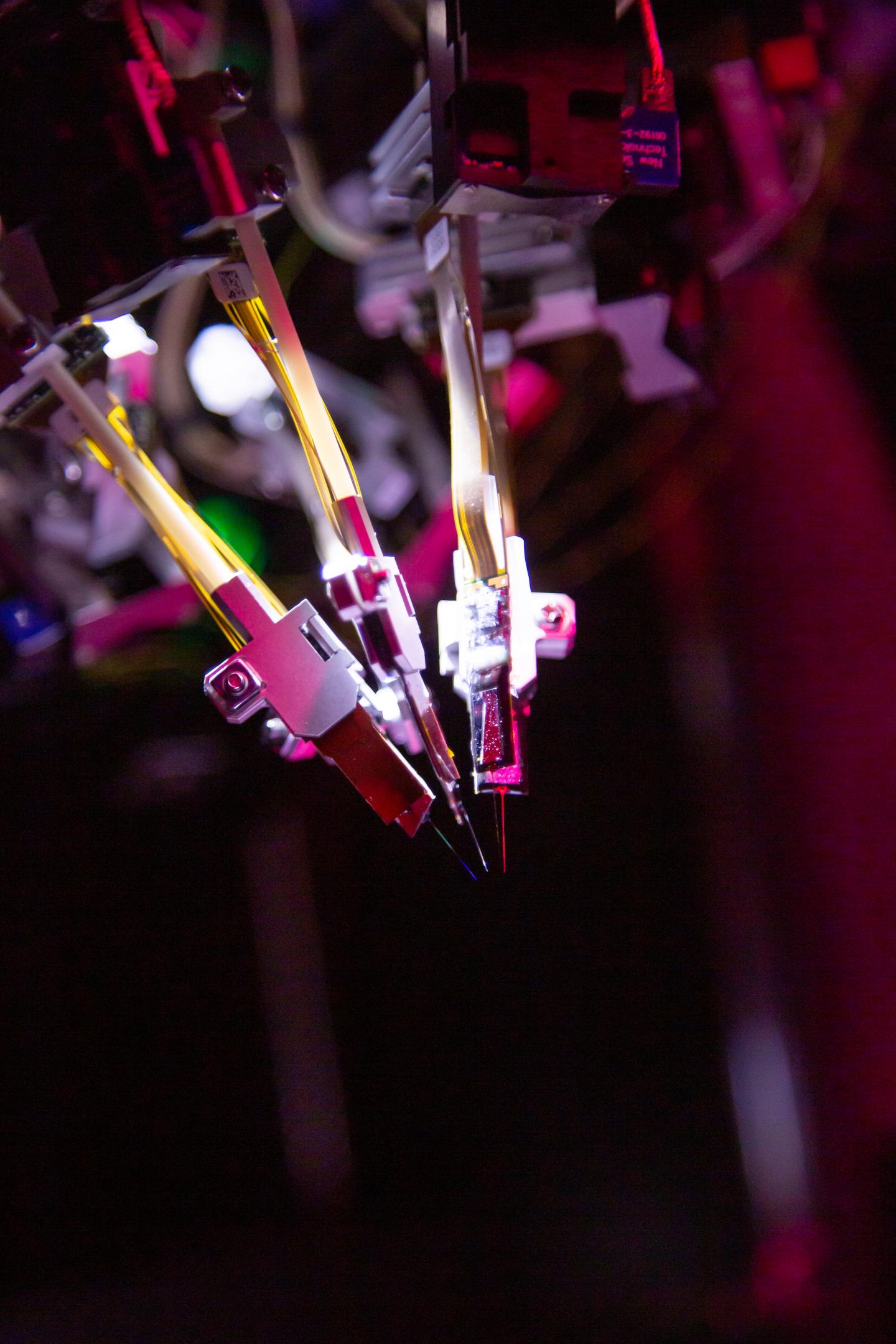 Neuropixels Probes [IMAGE] | EurekAlert! Science News Releases