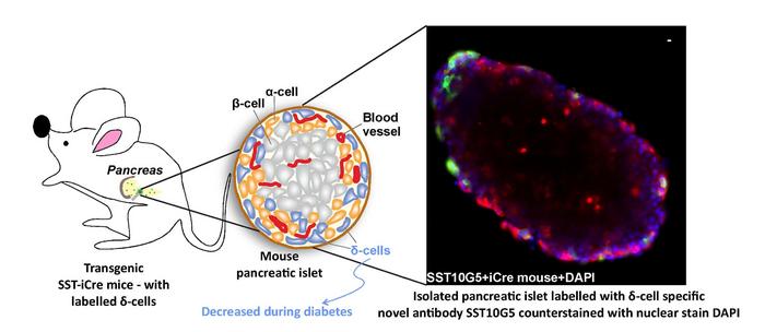 Tracking somatostatin for early diabetes dete | EurekAlert!