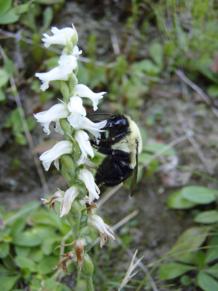 Bumblebee Queen -3 [IMAGE] | EurekAlert! Science News Releases