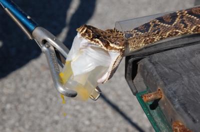Venom Extraction from An Easte [IMAGE] | EurekAlert! Science News Releases