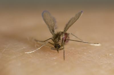 Sandfly [IMAGE] | EurekAlert! Science News Releases