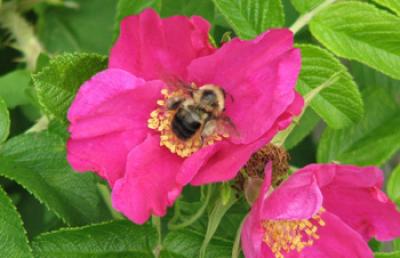 Bee on Rose [IMAGE] | EurekAlert! Science News Releases