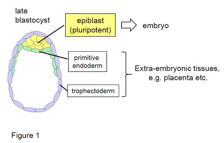 Figure 1: Organization of a Pr [IMAGE] | EurekAlert! Science News Releases