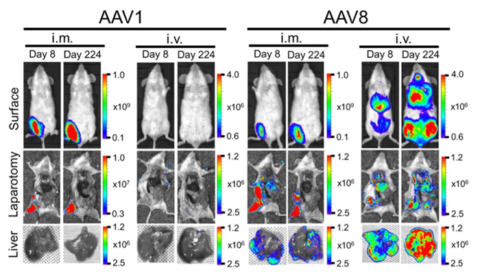 Figure1 [IMAGE] | EurekAlert! Science News Releases