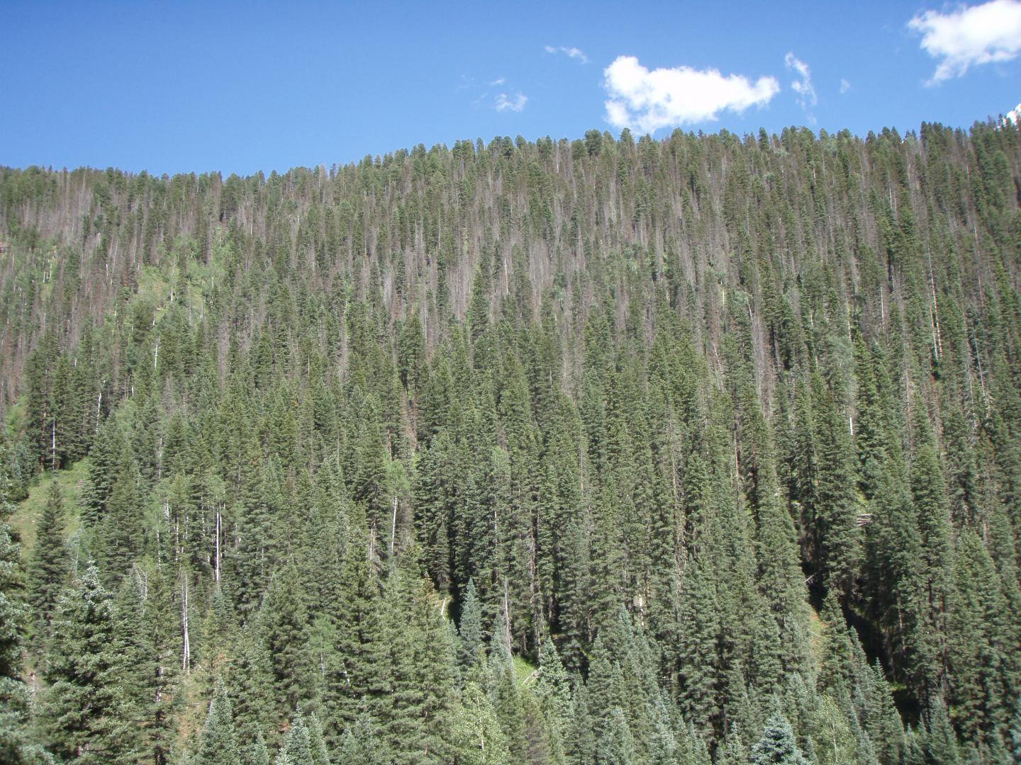 Drought's Legacy on Trees Is Worth Modeling ( | EurekAlert!